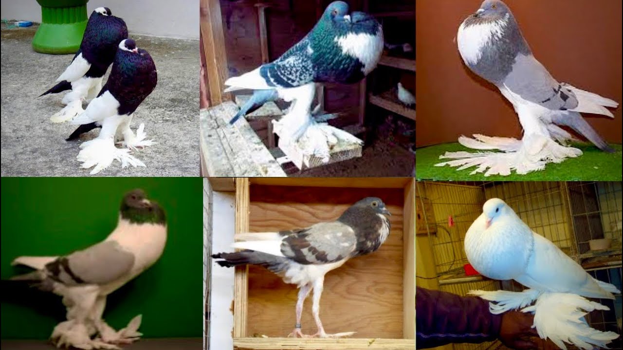 Fancy Kabootar ka Farm, Birds farming In Punjab, Pigeon Hatching ...