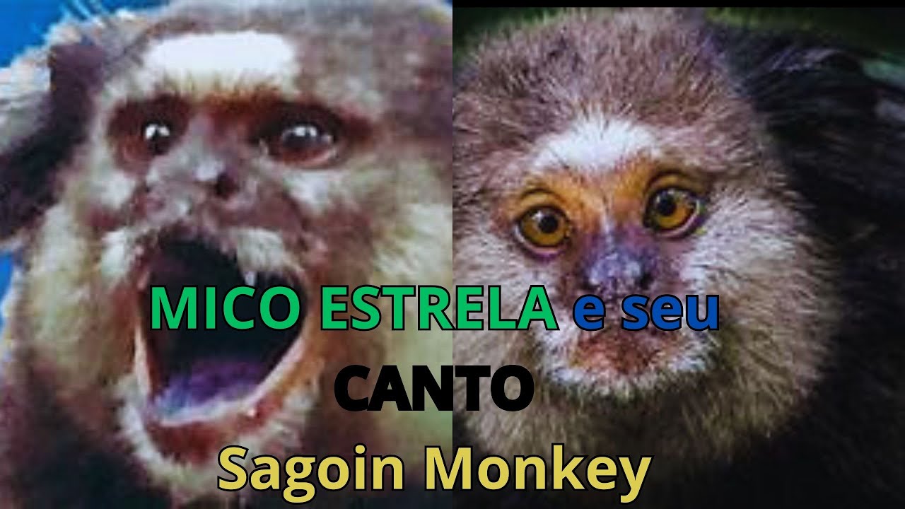 MICO ESTRELA e Seu CANTO e Nome SAGUI 🐒🎵 - YouTube