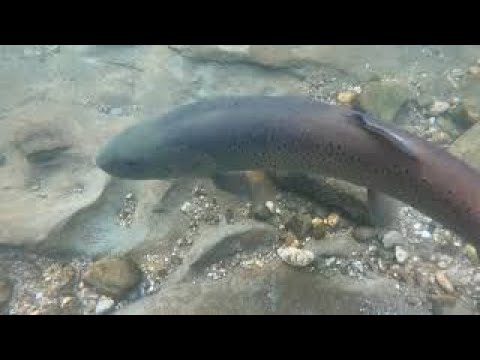 bliski susret s mladicom hucho hucho