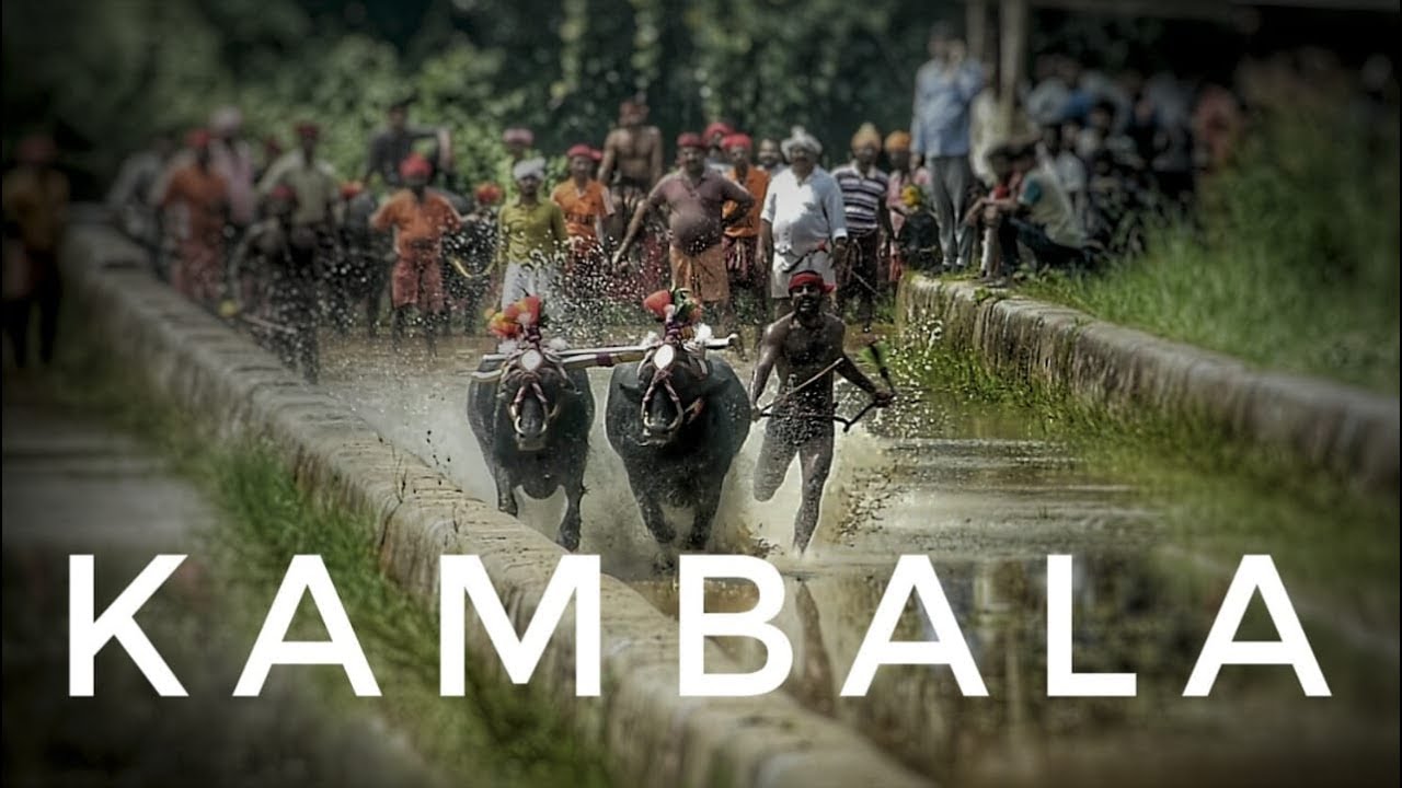 Kambula kudhi | ಕಂಬಳ ಕುಧಿ | highlights | Tulunadu | Bharath Poojary ...