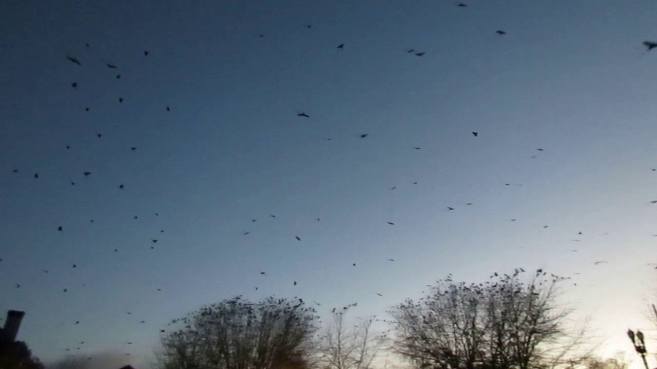 Evening crow gathering in Portland - YouTube
