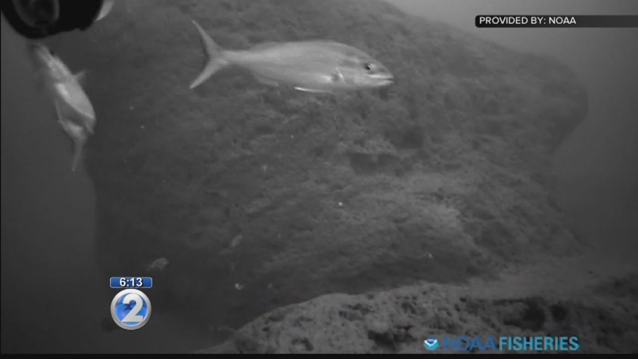 Scientists plan comprehensive survey of Hawaii's bottomfish population ...