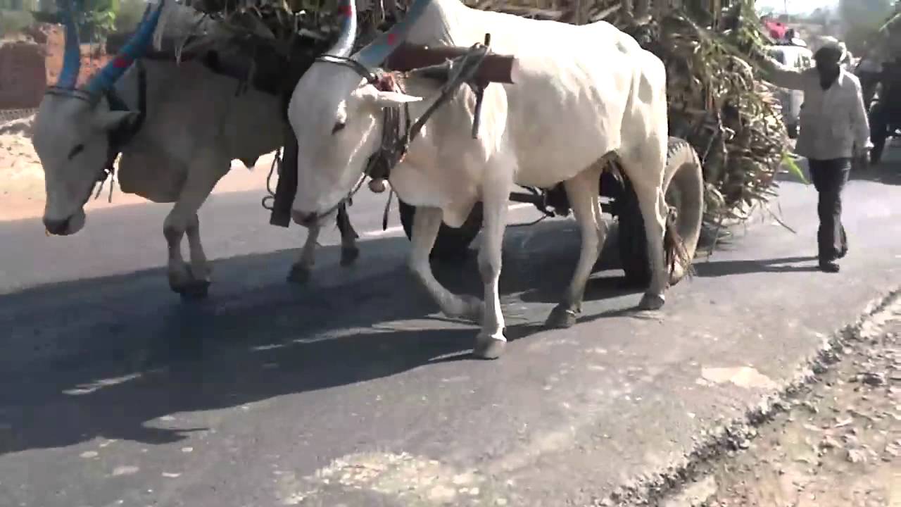 Cart oxen.mp4 - YouTube
