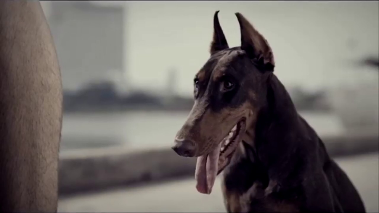 Li-Ning - Dogs (2013, China) - YouTube