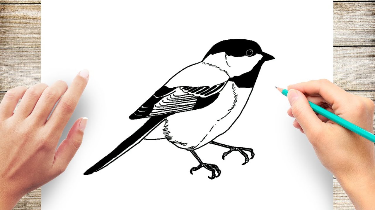 How to Draw A Chickadee - YouTube