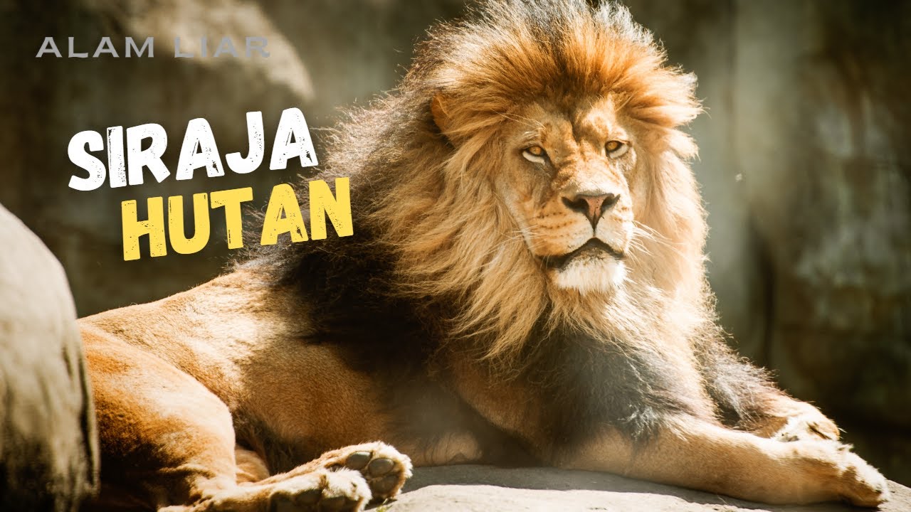 Lion : Fakta Unik Singa yang Jarang Diketahui - Alam Liar - YouTube