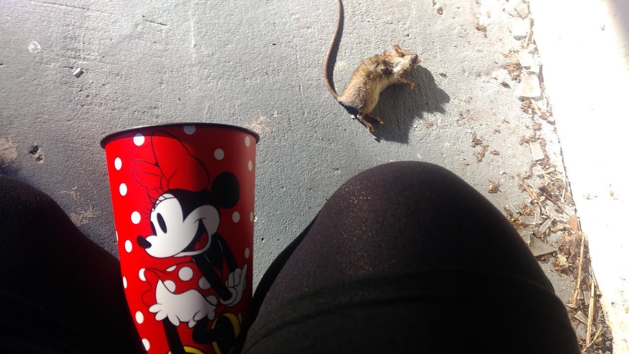 Mickey Mouse Found Dead At The Haunted House On Christmas! RIP Mickey ...