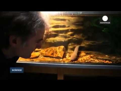 Elektrikli Yılan Balıklarının Sırrı Çözülüyor