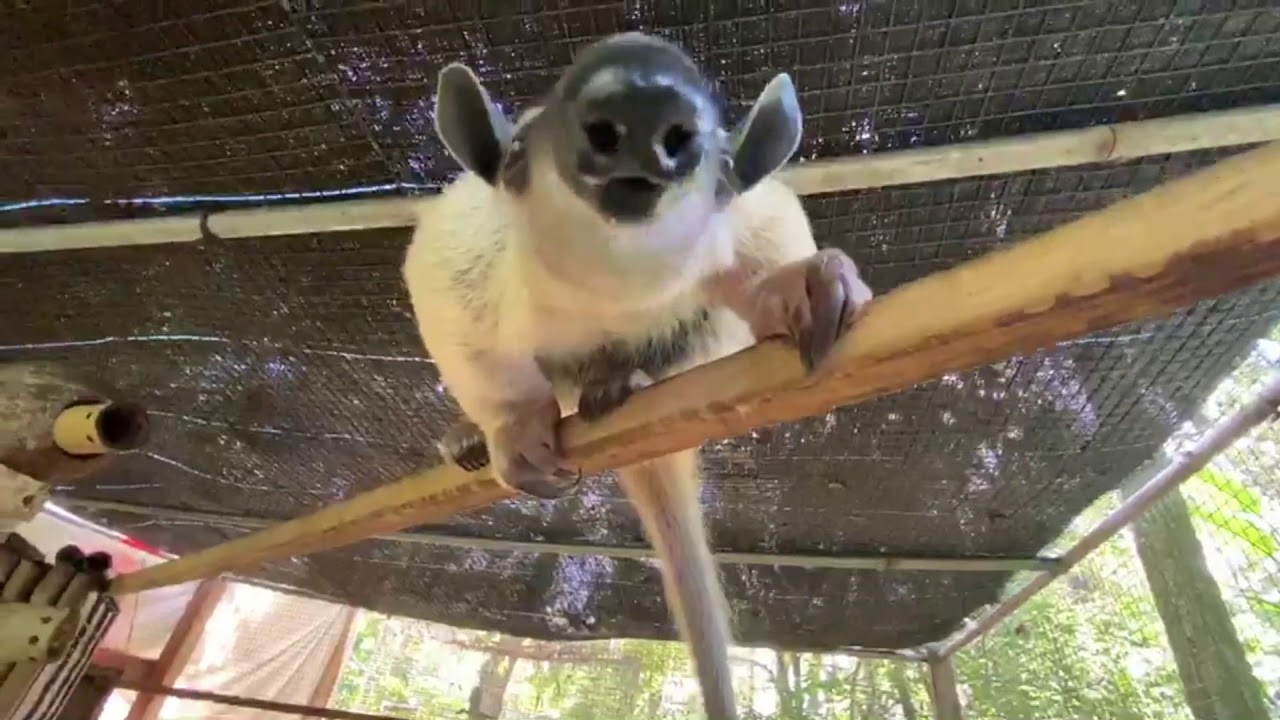 Silly Anteater Close Up - YouTube