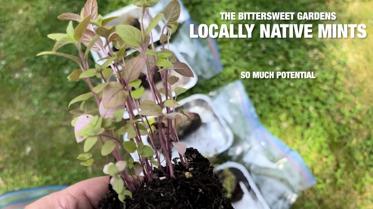 The Bittersweet Garden: Locally Native Mints - YouTube