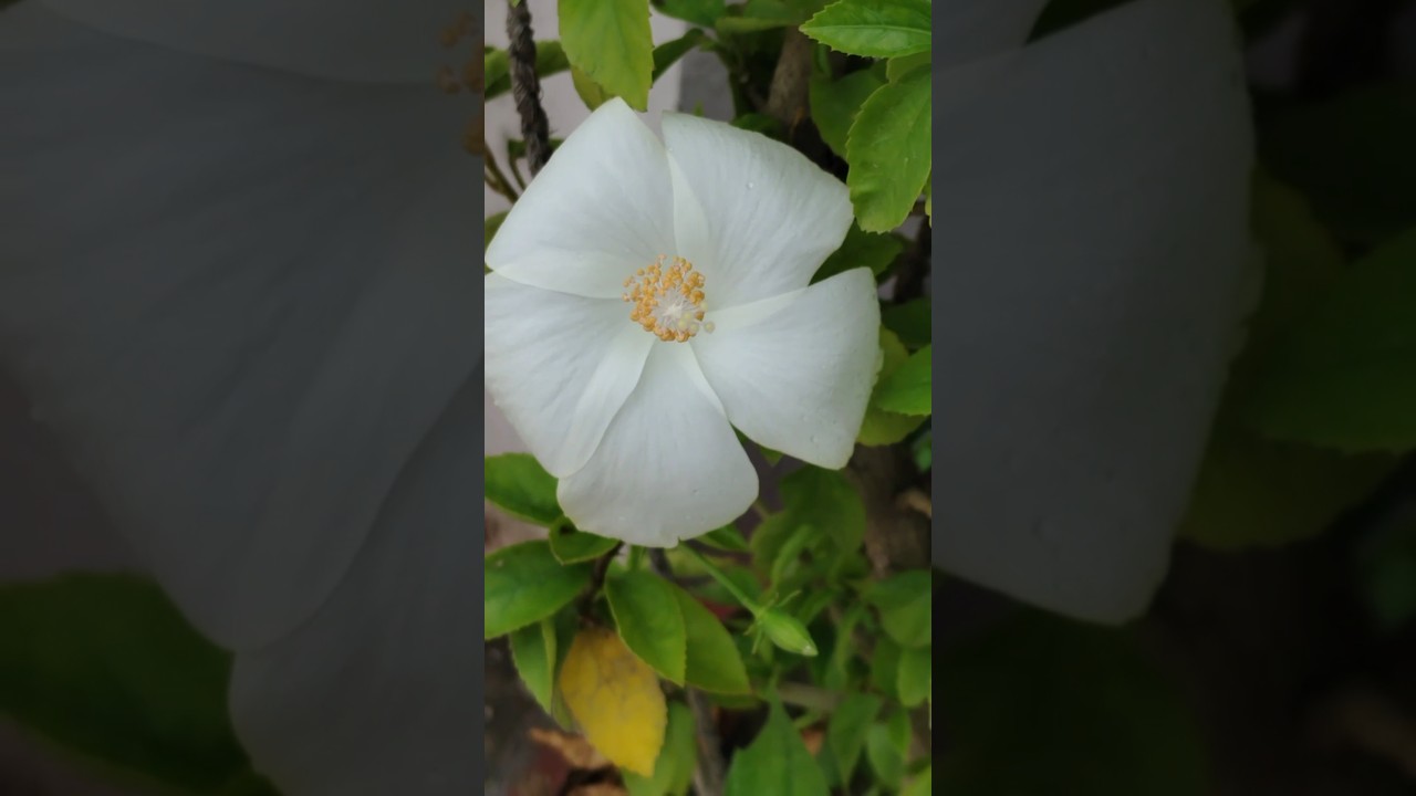 #white ya #red #urhul #flowers #fresh #beautiful #nature #love #barsaat ...