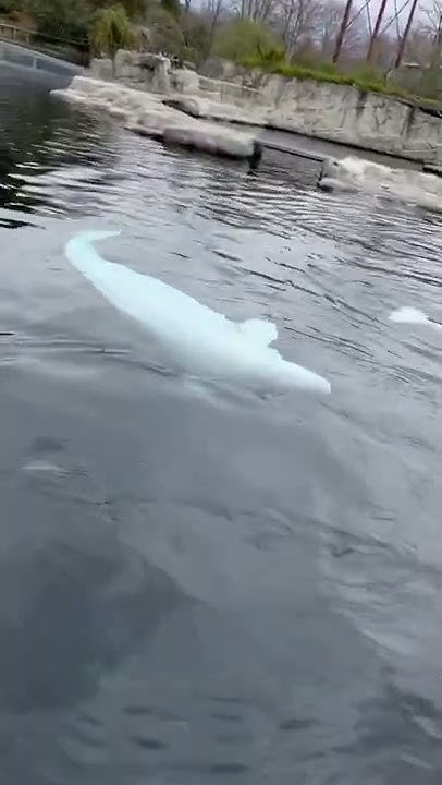 Beluga Whales @Mystic Aquarium Connecticut - YouTube