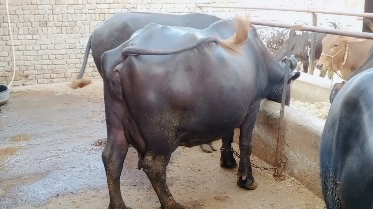 Dairy farm for beginners||Dairy farm in small investment - YouTube