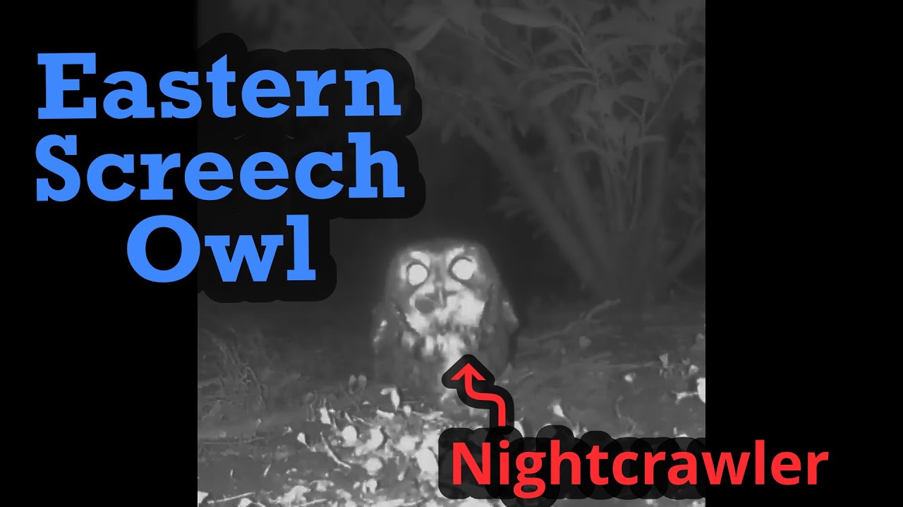 Eastern Screech Owl eats nightcrawler. - YouTube