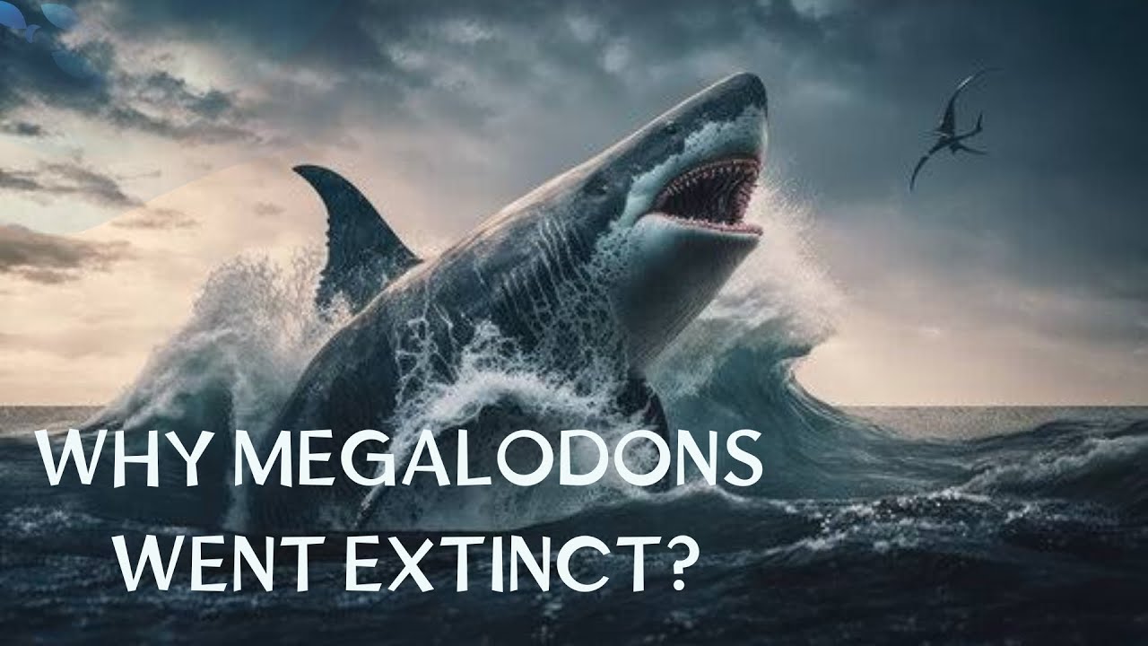 Megalodon Extinction: The UnTold Story. - YouTube