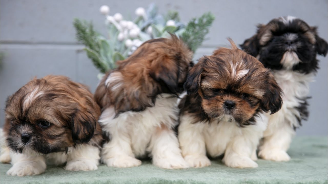 Beautiful Shih Tzu Puppies Located in Ohio! - YouTube
