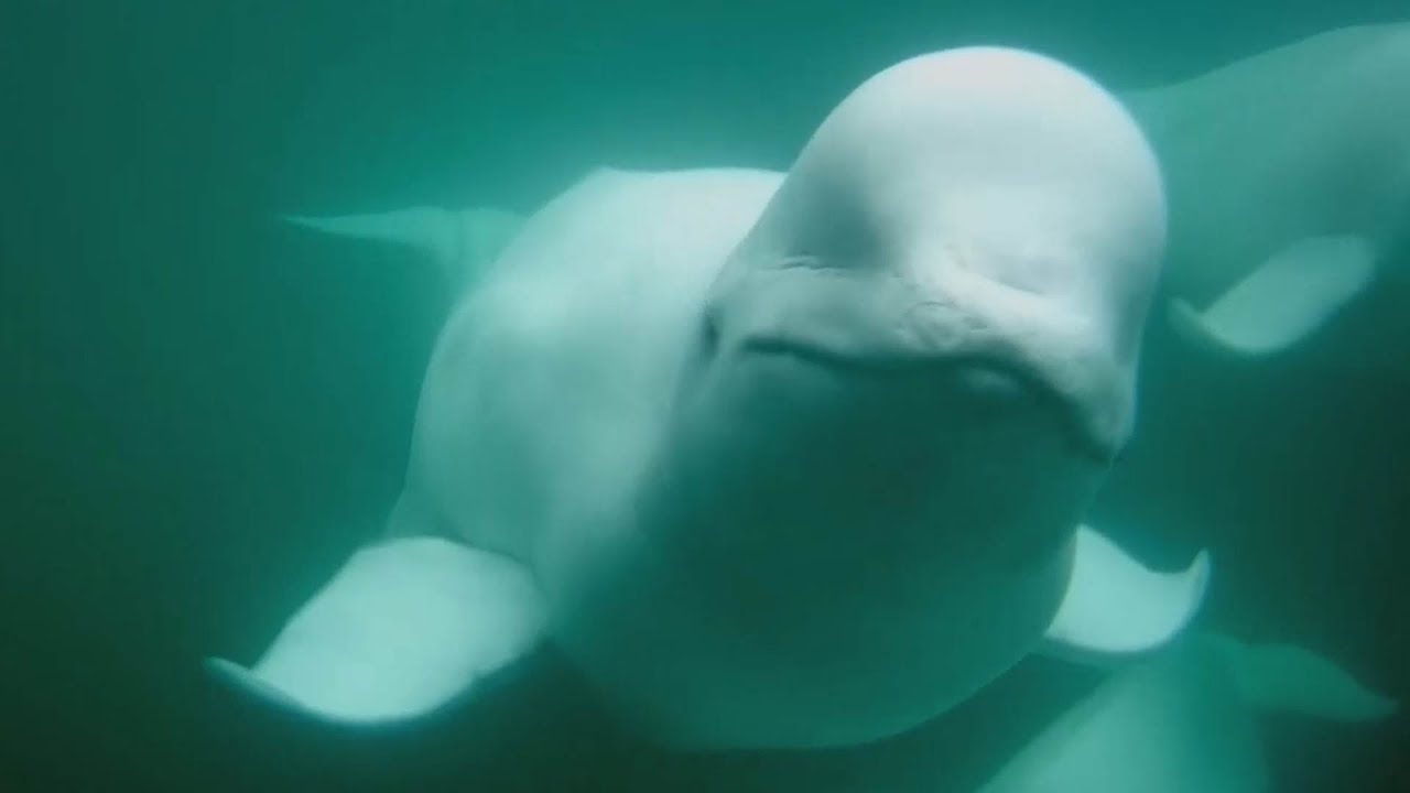 Beluga Boat Underwater Cam | 8.16.24 - YouTube