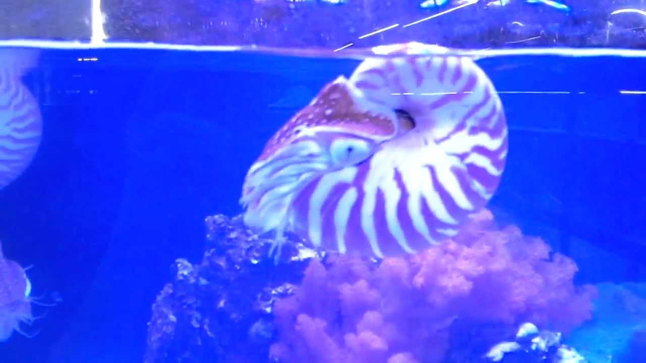 Chambered nautilus tank - YouTube
