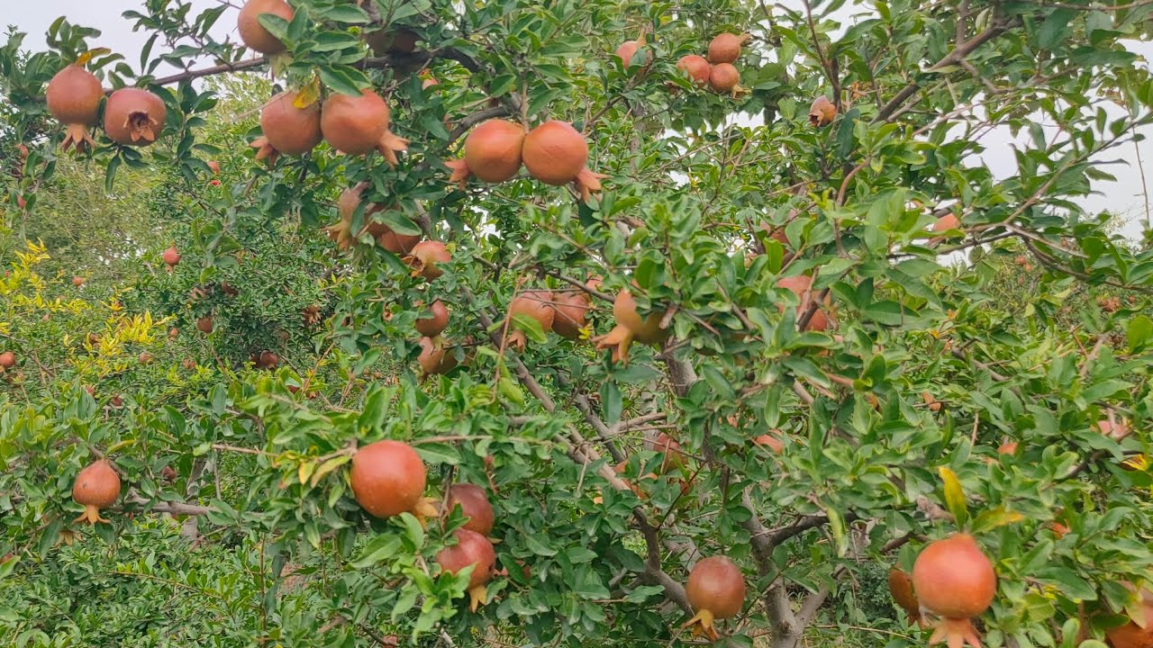 BEST ANAR FARM #अनार #pomegranatefarming #pomegranatefruit #pomegranate ...