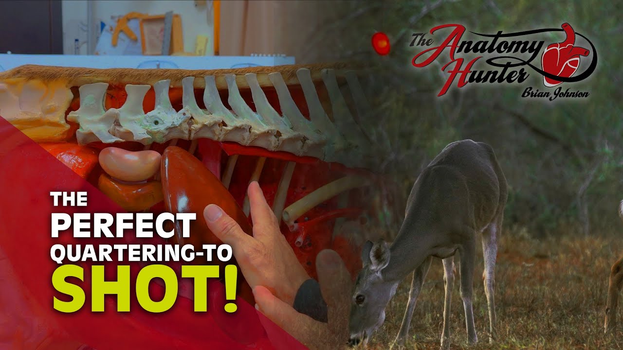 Quartering-To Bowshot Breakdown | South Texas Doe Management Hunt | The ...
