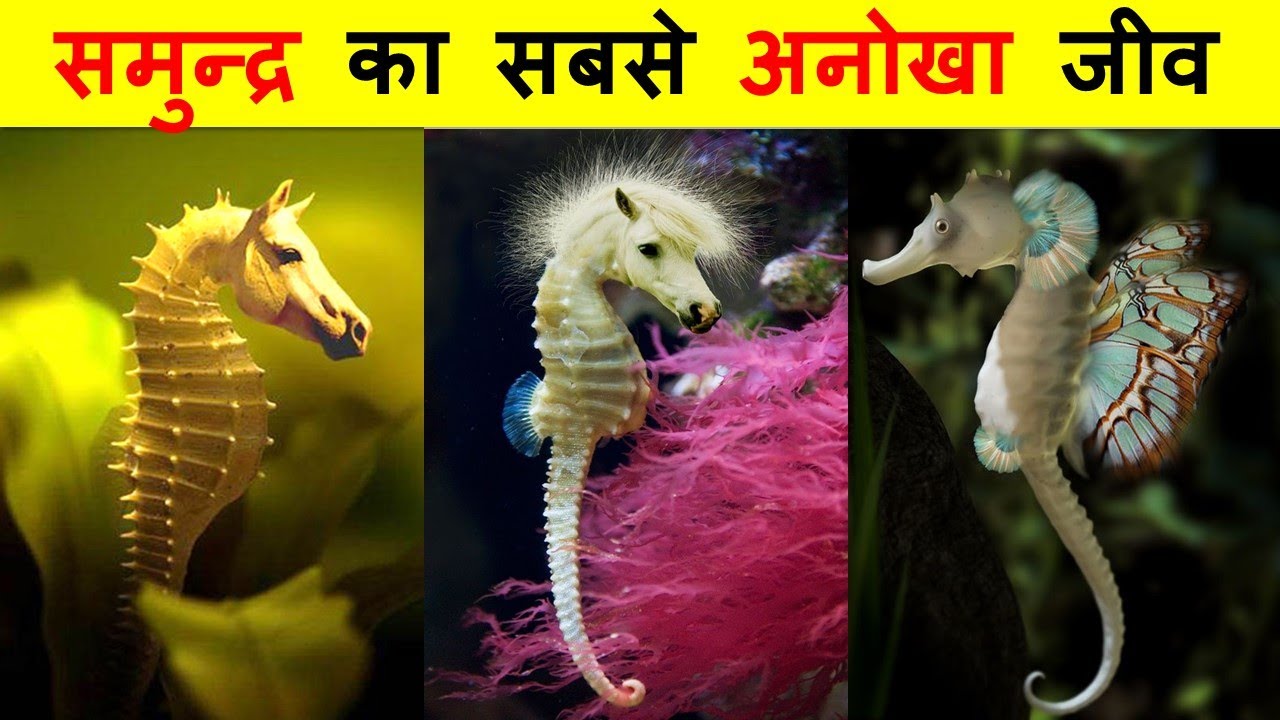 समुंद्री घोडा, समुन्द्र का सबसे अनोखा जीव | THE SEA HORSE, THE MOST ...