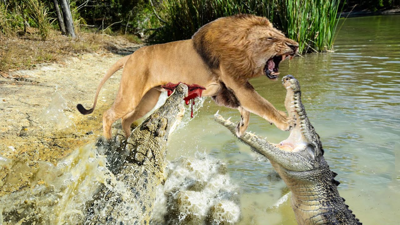 Lions Fail When Trying To Cross The River - Lion, Crocodile, Wild Dog ...