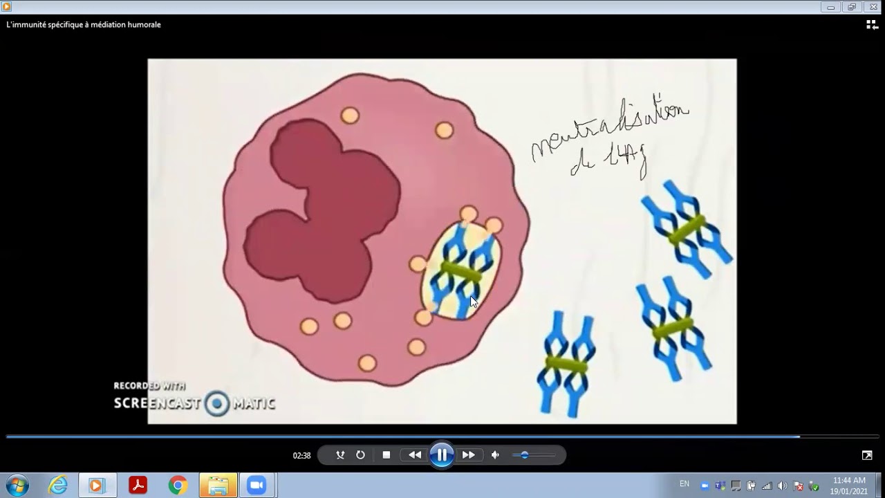 biologie EB8 ch 1 act 4 - YouTube