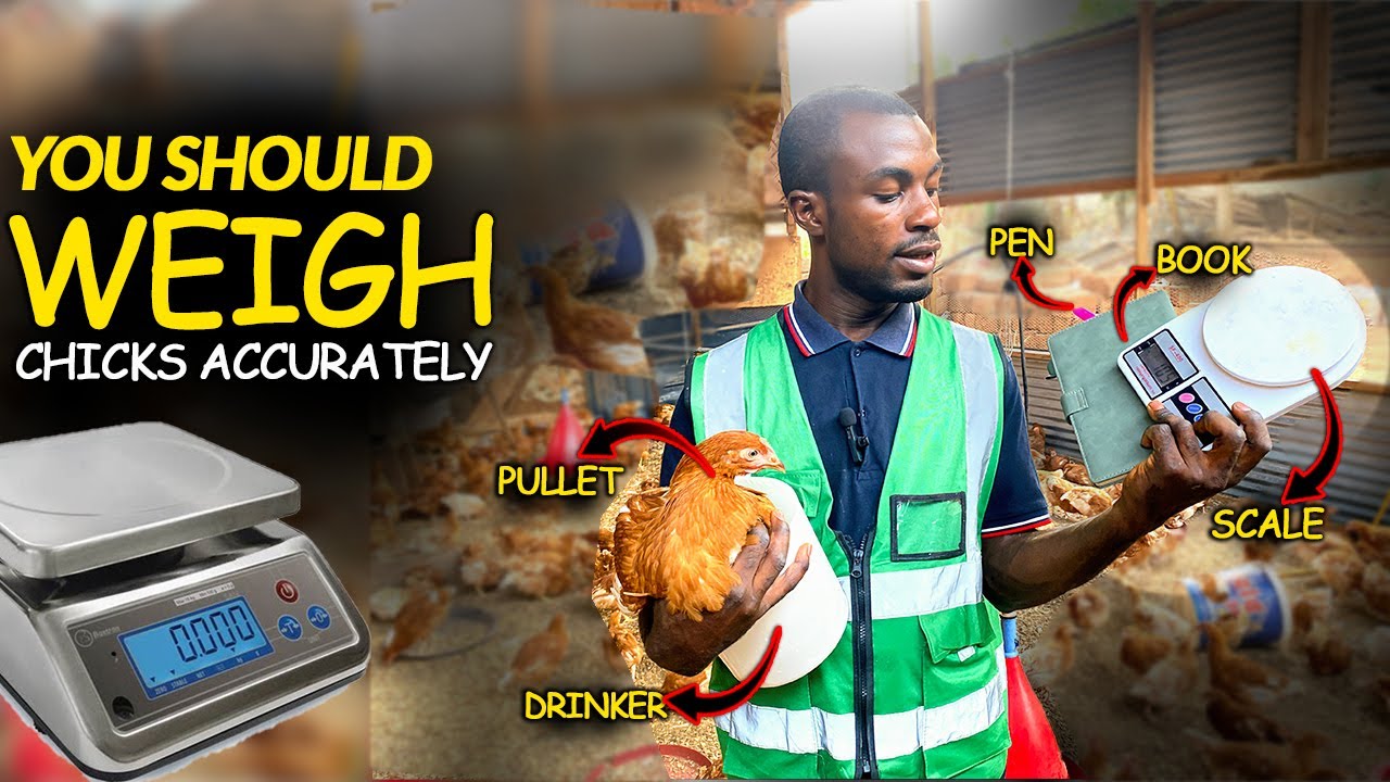 HOW TO ACCURATELY WEIGH AND MONITOR WEIGHT FOR YOUR BIRDS/PULLETS ...