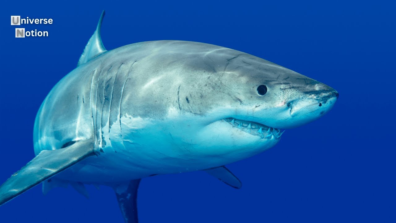 Did you know Sharks can enter a trance state - YouTube