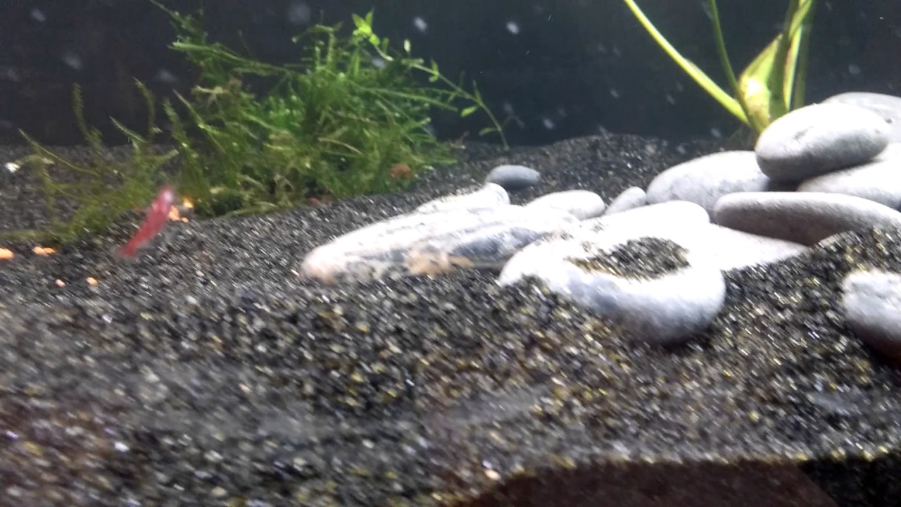 Fire Red Neo Shrimp From LR Bretz - YouTube