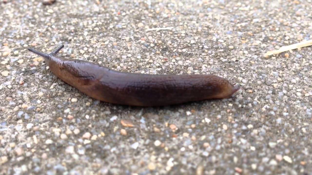 Slug crawling 2 - YouTube