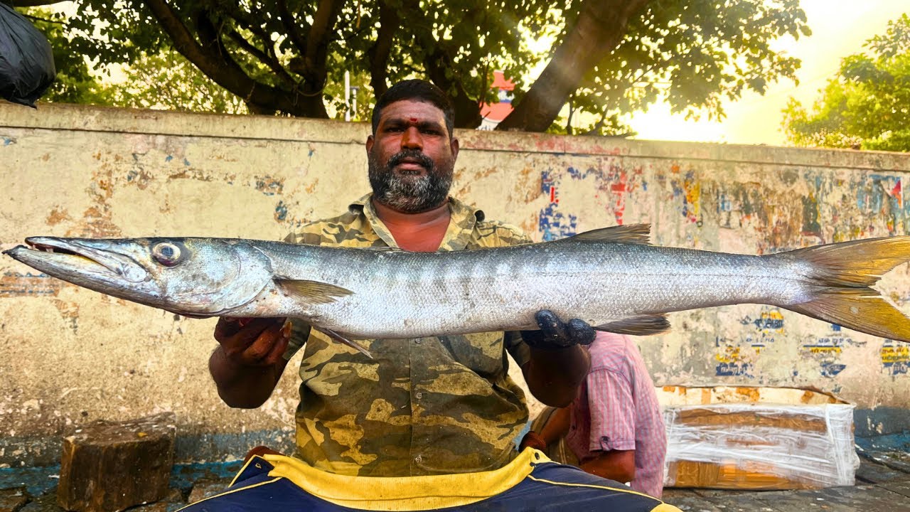 KASIMEDU MINNAL RAJA SHEELA BARRACUDA FISH CUTTING VIDEO CUTTING FOCUS ...