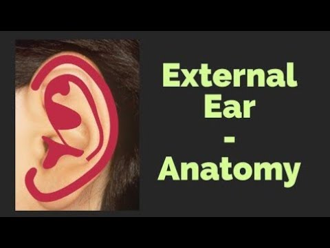 External Ear Anatomy || Anatomy of Outer Ear || External Ear kaisa kam ...