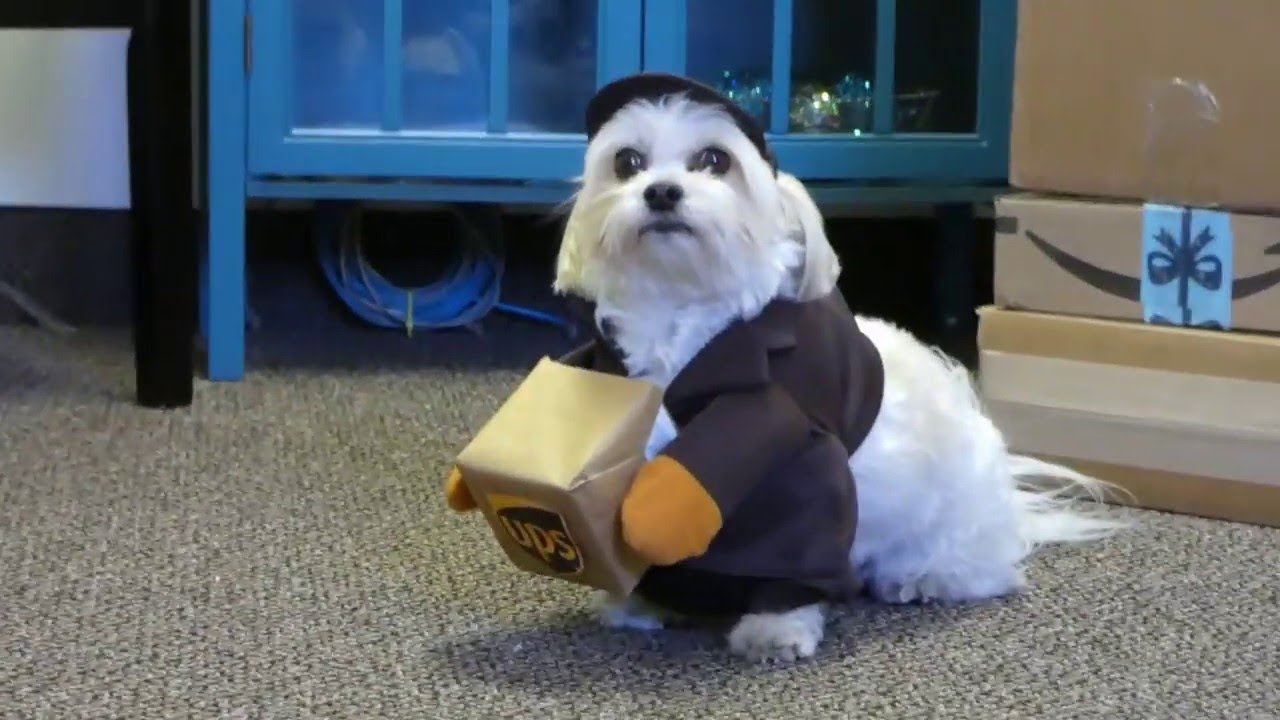 Delivery Dog Surprises Delivery Driver || ViralHog - YouTube