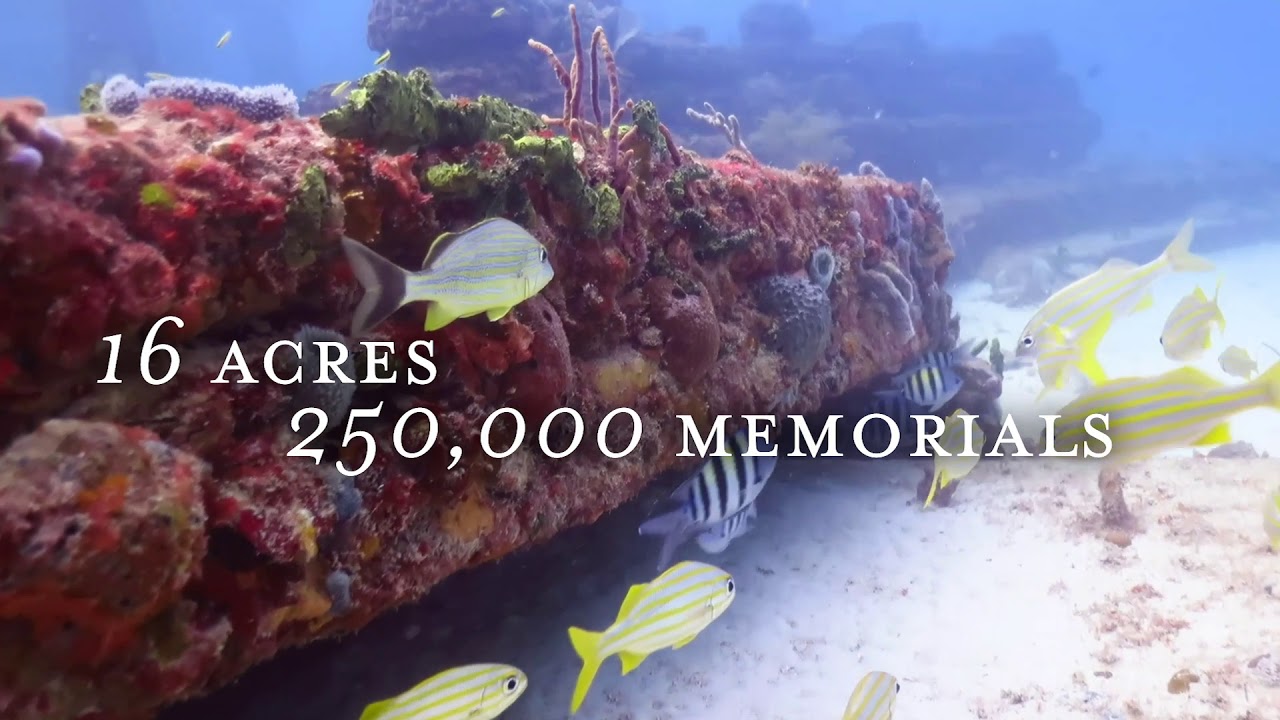 A Coral Reef made of #Cremation ashes ⁉️🪸It’s true🌏🌞#coralreef - YouTube