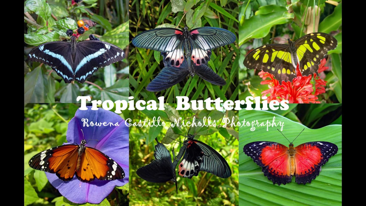 Tropical Butterflies - YouTube