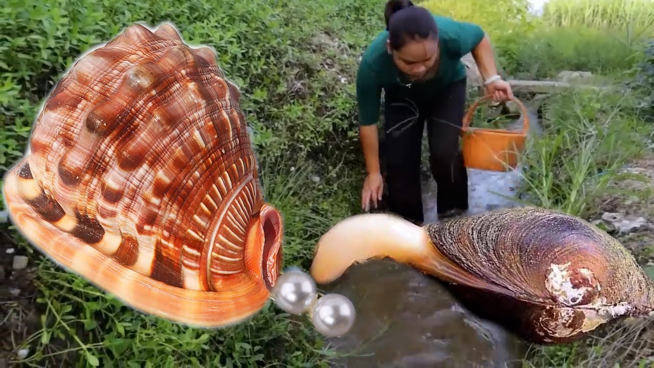The mutated giant clam's stomach hides glittering pearls of gold - YouTube