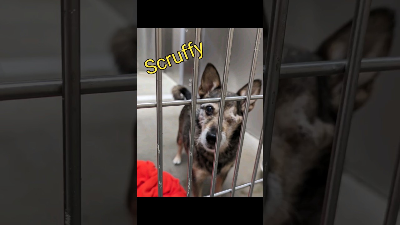 Help Us Save Lives: Join the Adoption Movement for Shelter Dogs ...