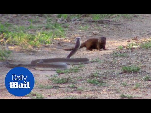 Brave dwarf mongoose takes on deadly snake at Kruger National Park ...
