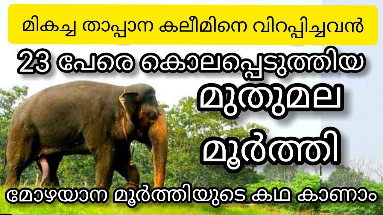 മുതുമല മൂർത്തി story | Muthumala Moorthi story moorthy moorthi died ...