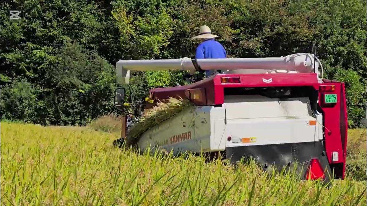 New Harvesting Machine Yanmar YH448A ( month of October) - YouTube