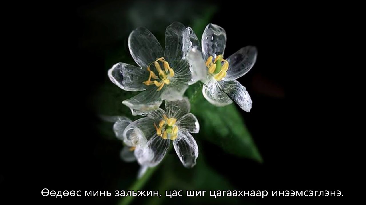 Jonghyun Skeleton Flower MGL SUB - YouTube