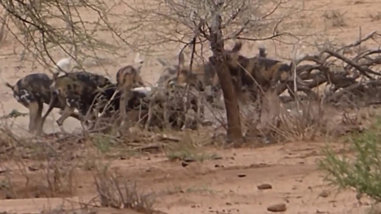 Wild dog eating Warthog live 20151125 - YouTube