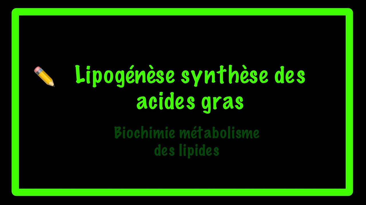 Biosynthèse des acides gras lipogénèse - YouTube