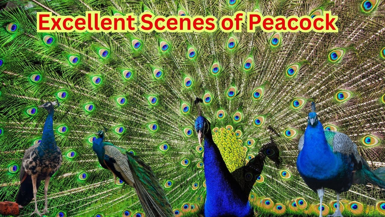 Excellent Scenes of Peacock || Captivating Moments in the Enchanting ...