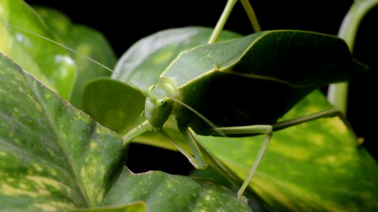 World's Incredible Species Katydid Insect. - YouTube