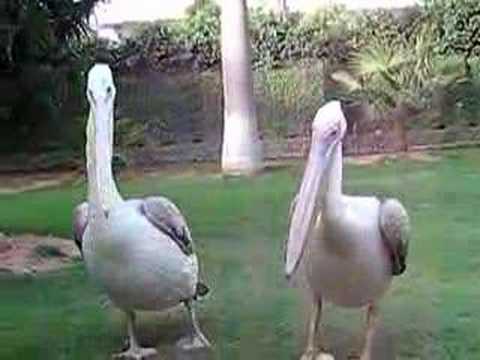 Pelican Attack - YouTube