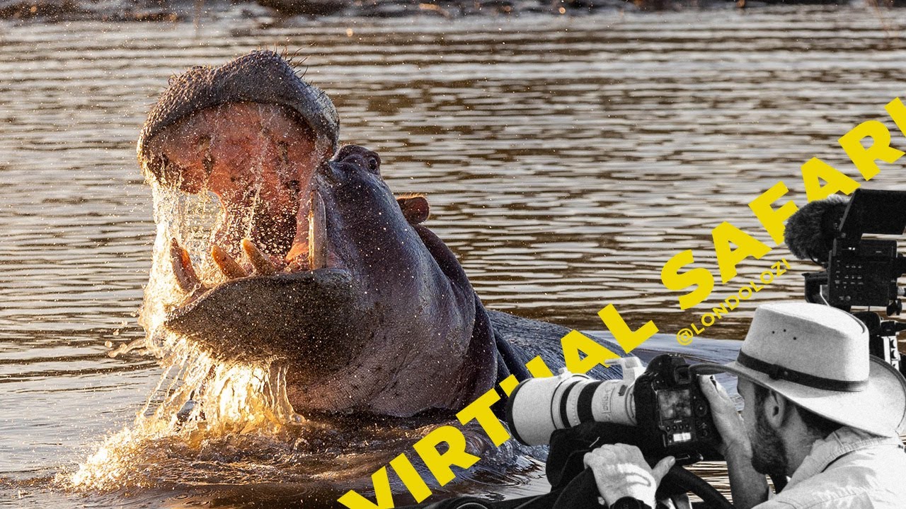VIRTUAL SAFARI: ULTIMATE GAME DRIVE HIGHLIGHTS #54- Londolozi TV - YouTube