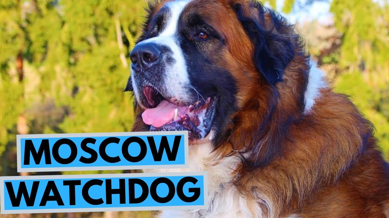 Moscow Watchdog Dog Breed - Facts and Information - YouTube