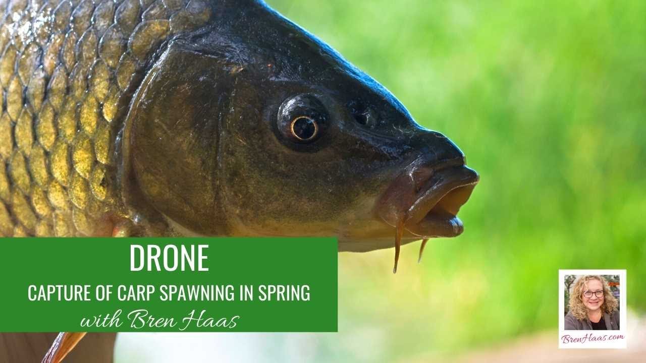 Drone Capture Carp Spawning in Spring - YouTube